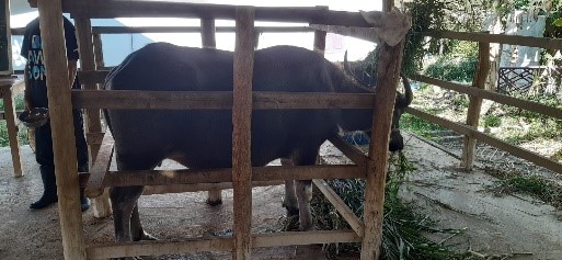 A DAY AN ANIMAL TOUR AND SPECTACULAR KUANG SI WATERFALLS - Laos ...