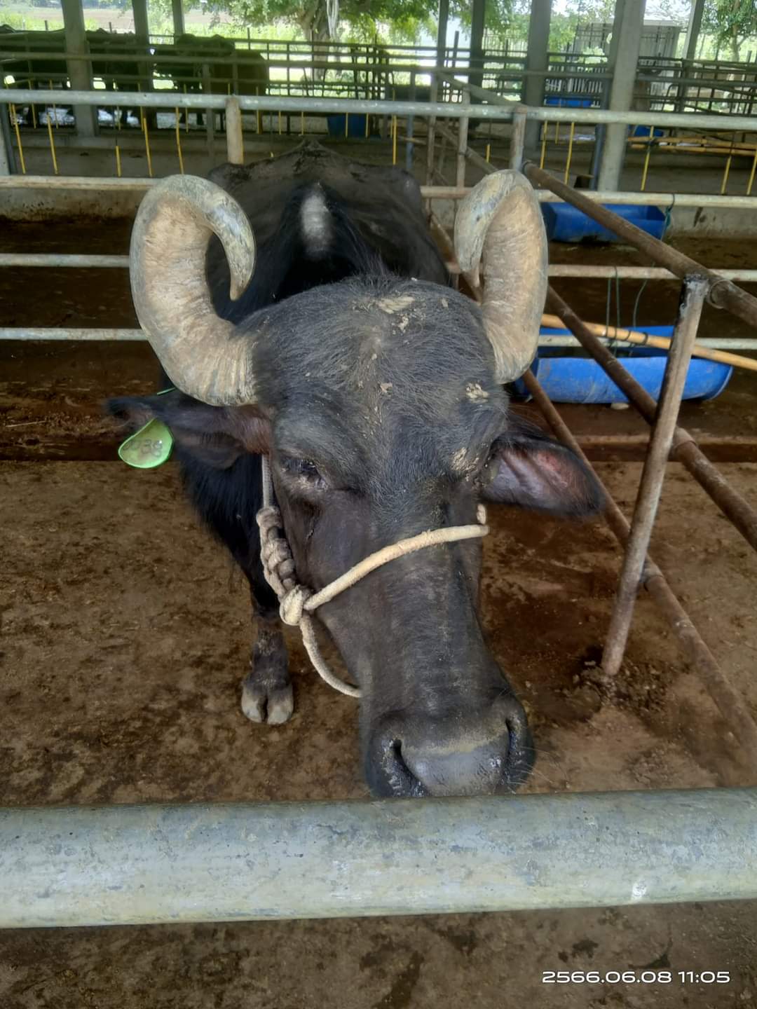 A DAY AN ANIMAL TOUR AND SPECTACULAR KUANG SI WATERFALLS - Laos ...